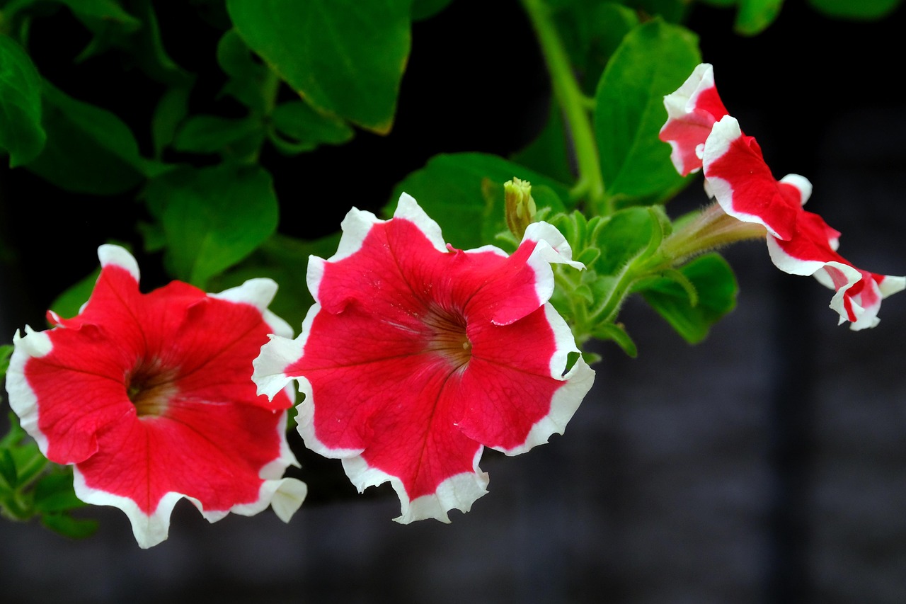 Petunia Flowers Plant - Free photo on Pixabay