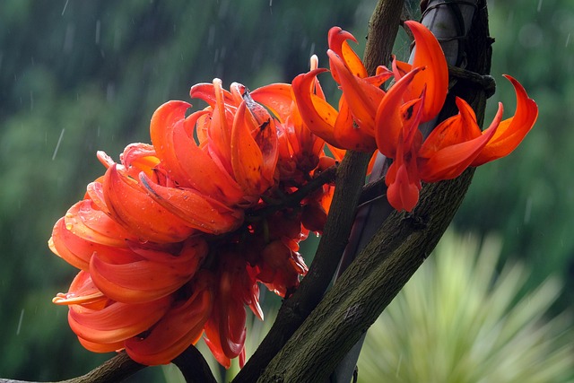 30+ Free Tulipan Africano & Spathodea Campanulata Images - Pixabay