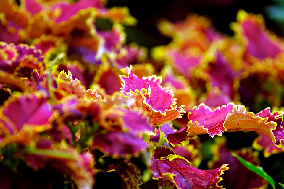 Coleus Blätter Pflanze - Kostenloses Foto auf Pixabay