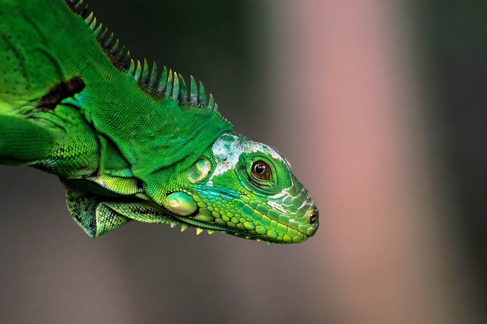Iguana Brasileira Réptil - Foto gratuita no Pixabay - Pixabay