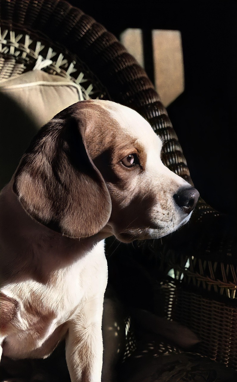 Dog Beagle Pet - Free photo on Pixabay