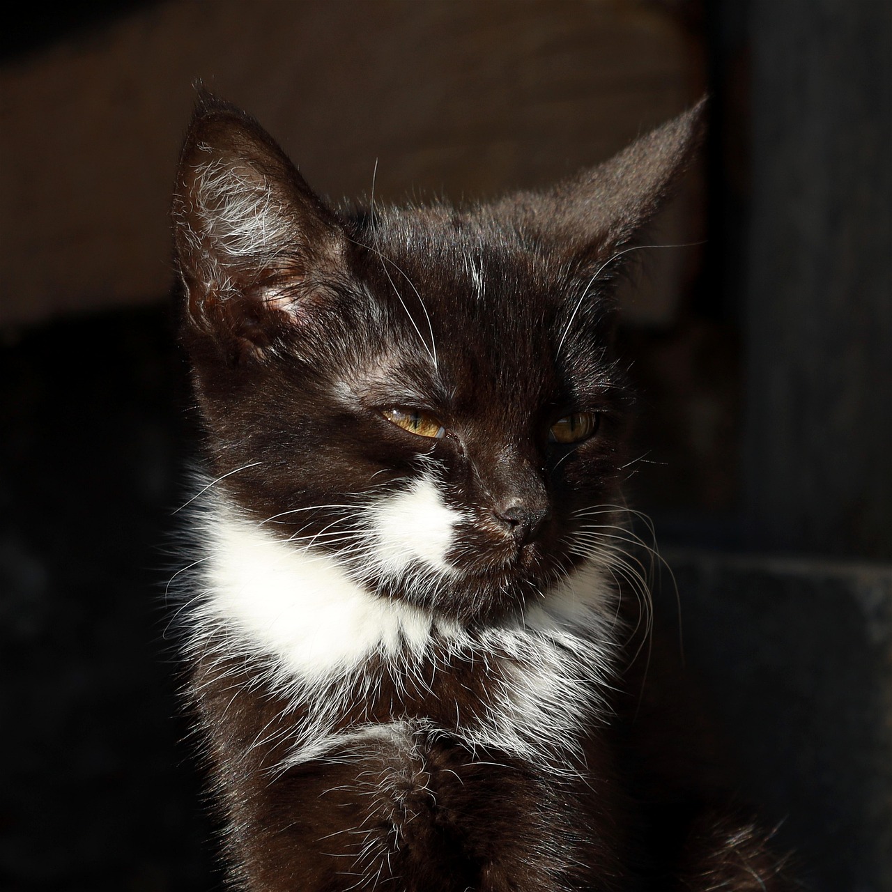 Gato Gatito Bigotes - Foto gratis en Pixabay - Pixabay
