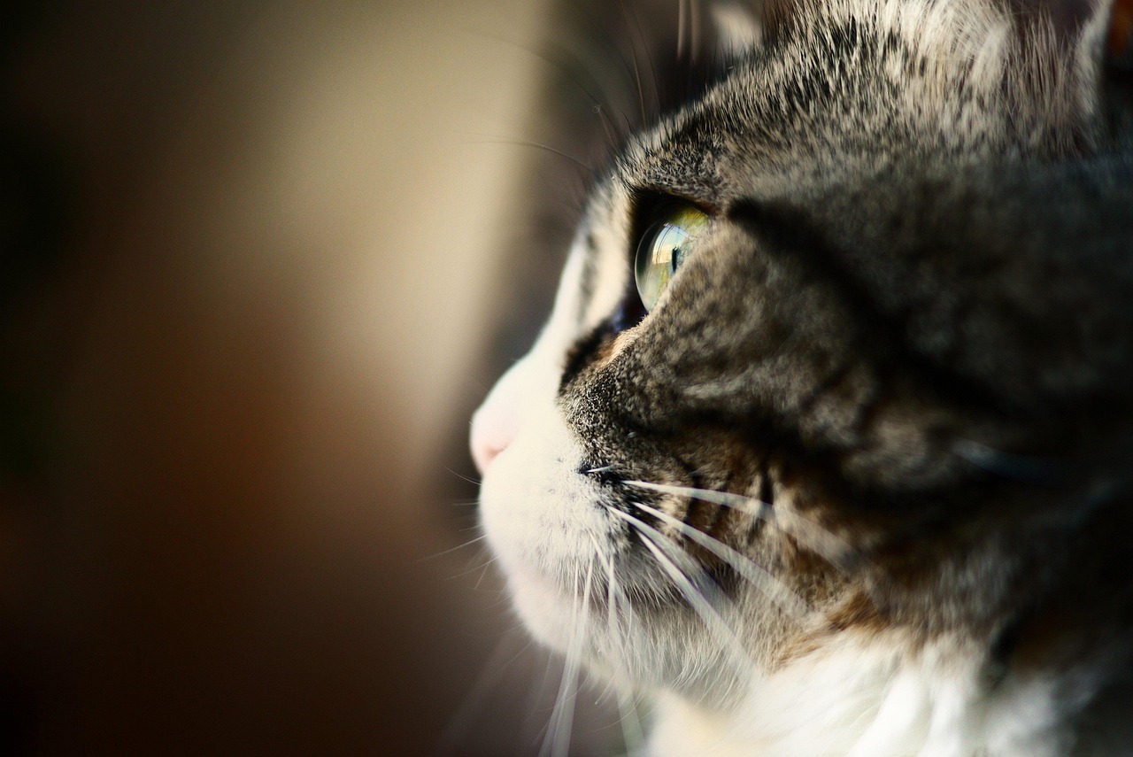 Gato Bigodes Olhos - Foto gratuita no Pixabay - Pixabay