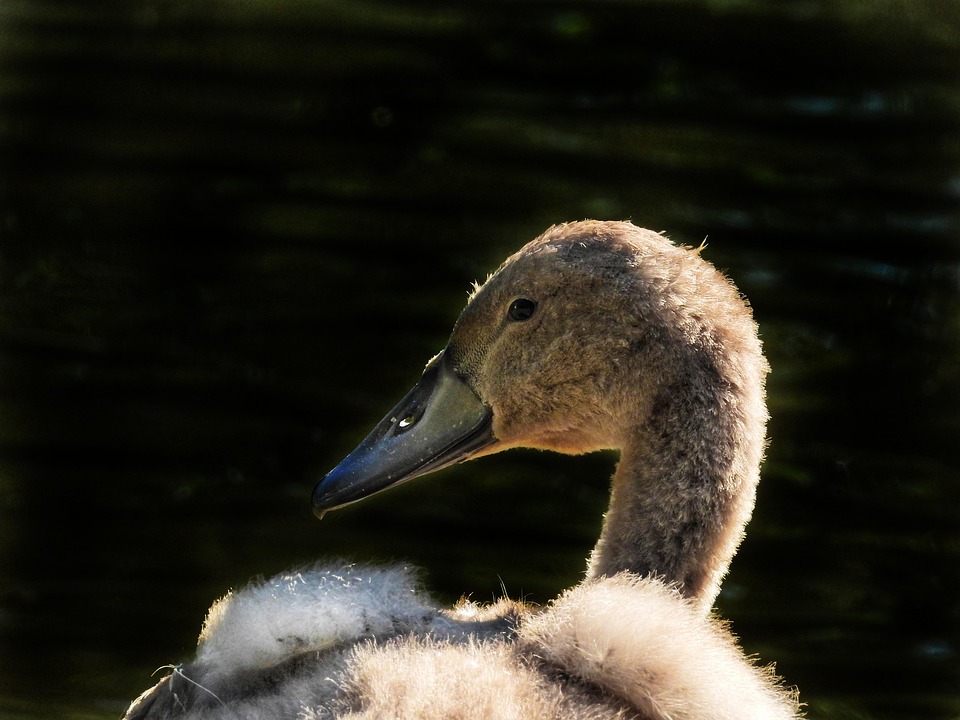 Schwan Baby Wasservogel - Kostenloses Foto auf Pixabay