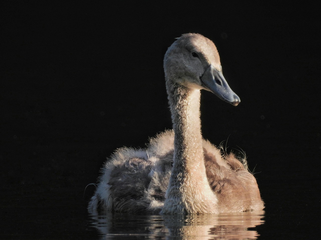 Baby Swan Bird Water - Free photo on Pixabay - Pixabay