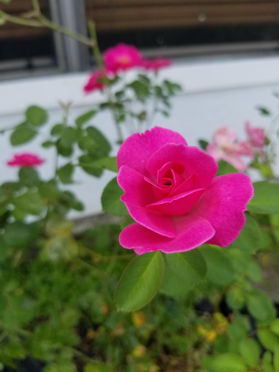 Rose Bloom Romantique - Photo gratuite sur Pixabay - Pixabay