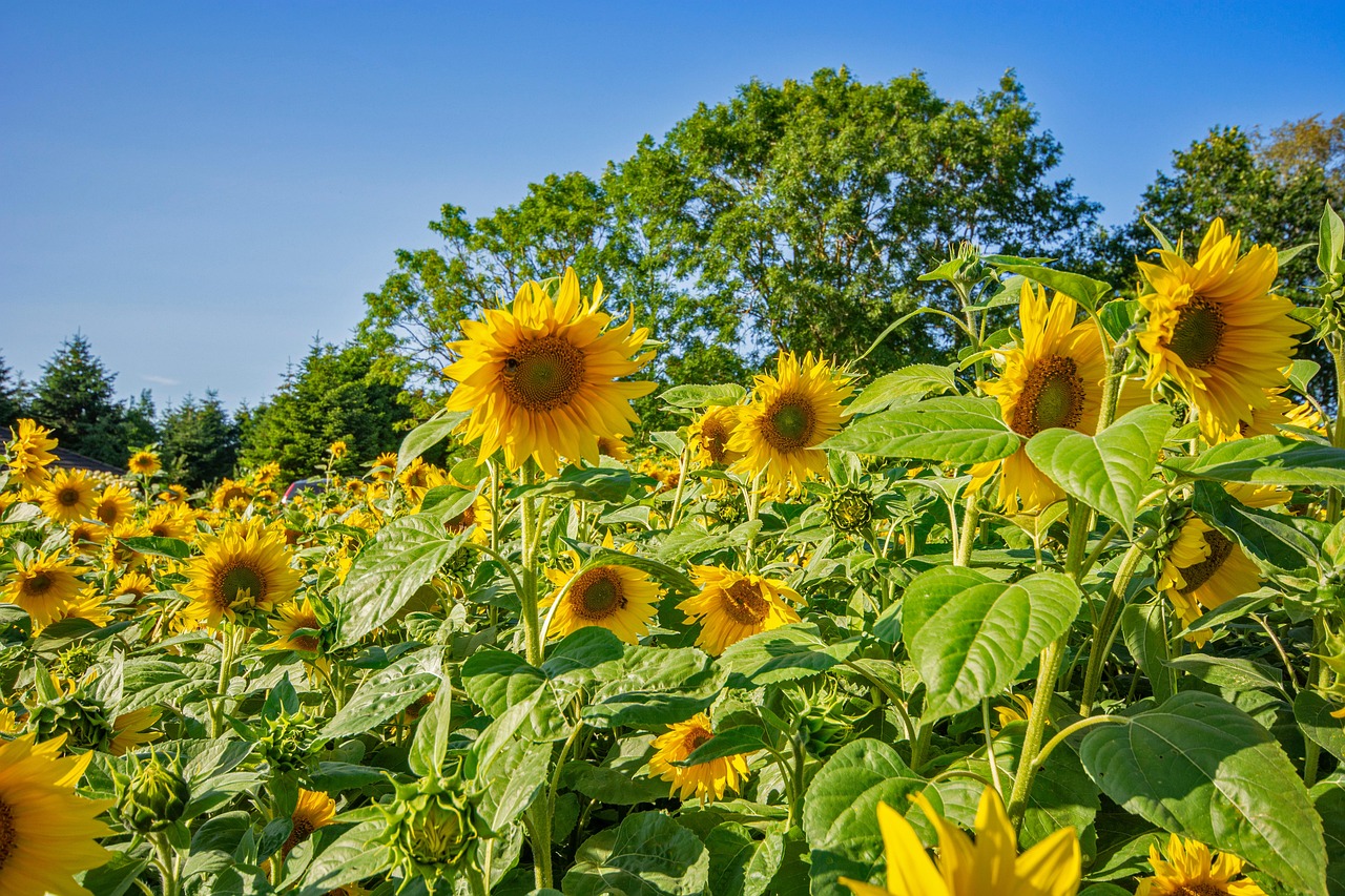 Sunflowers Sunflower Field Yellow - Free photo on Pixabay - Pixabay