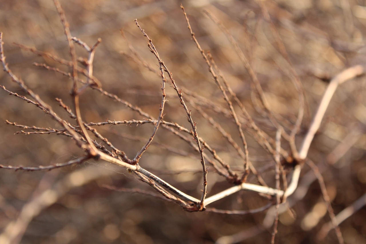 Twigs Nature Autumn - Free photo on Pixabay