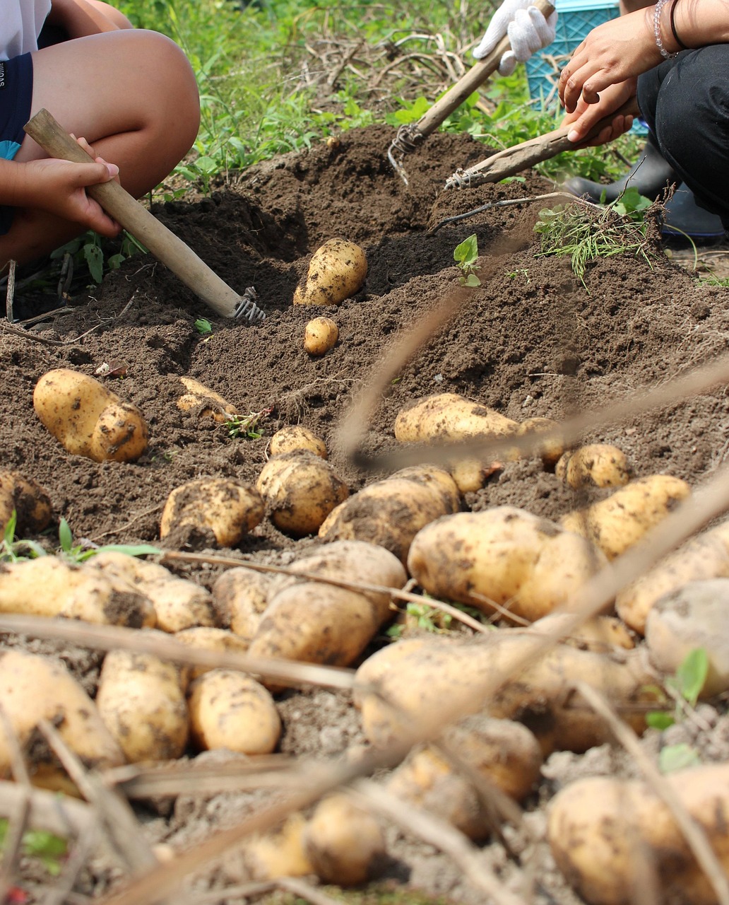 Batata Comida Batatas - Foto gratuita no Pixabay - Pixabay