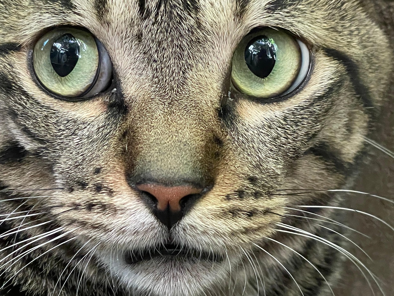 Cat Animaux Domestiques Regard - Photo gratuite sur Pixabay - Pixabay