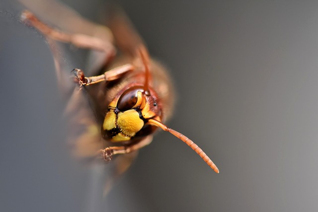 Plus de 10 000 images de Frelon Asiatique et de Frelon - Pixabay
