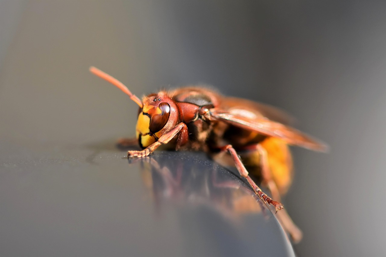 1,000+ Free Hornet Identification & Hornet Images - Pixabay