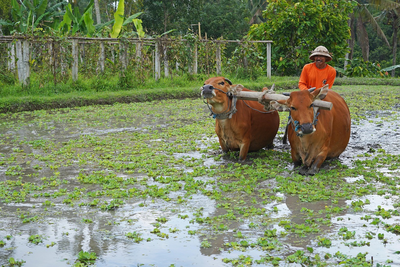 Paddy Plow Water Buffalo - Free photo on Pixabay - Pixabay