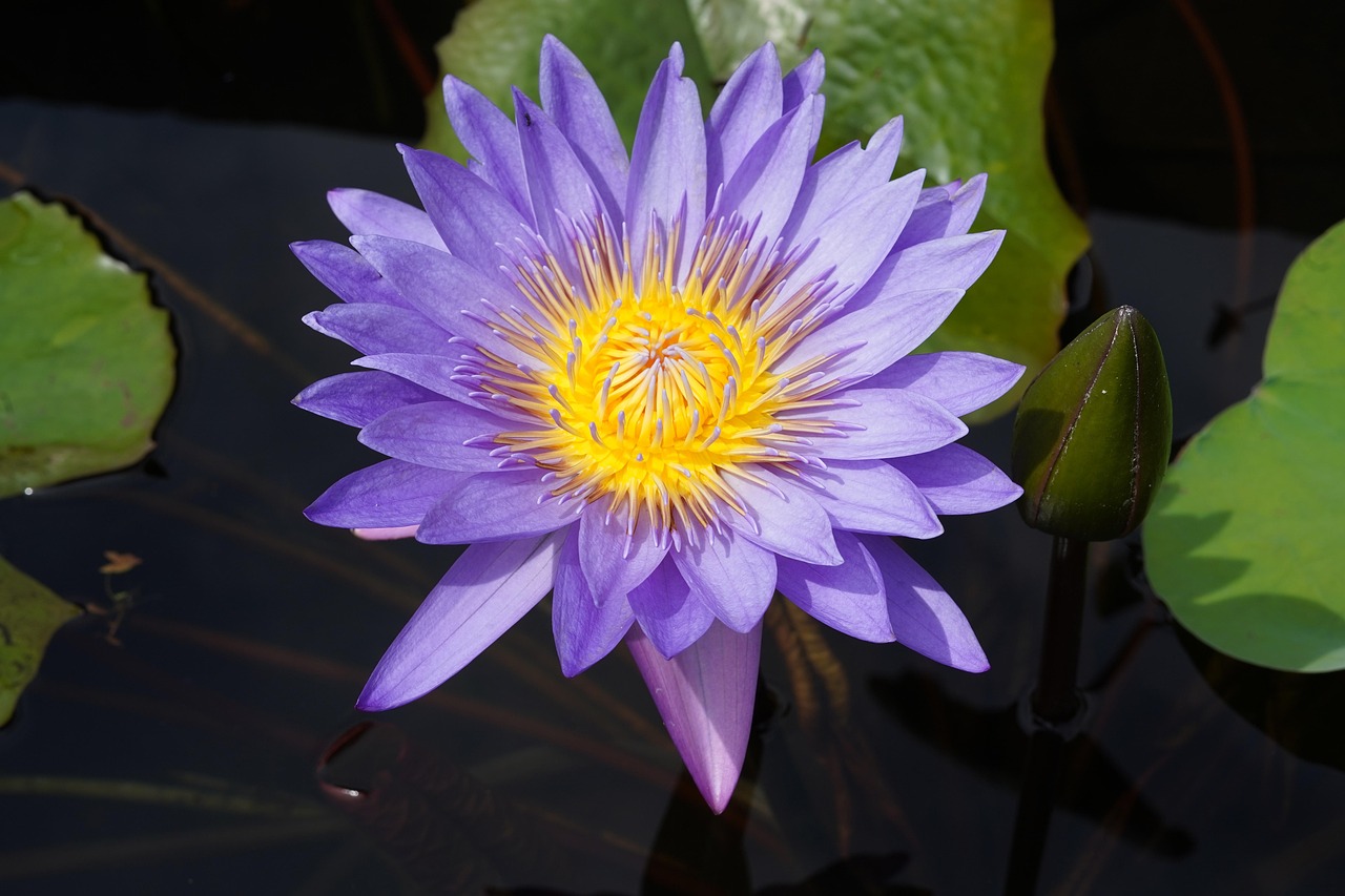 Bunga Teratai Kelopak - Foto gratis di Pixabay - Pixabay
