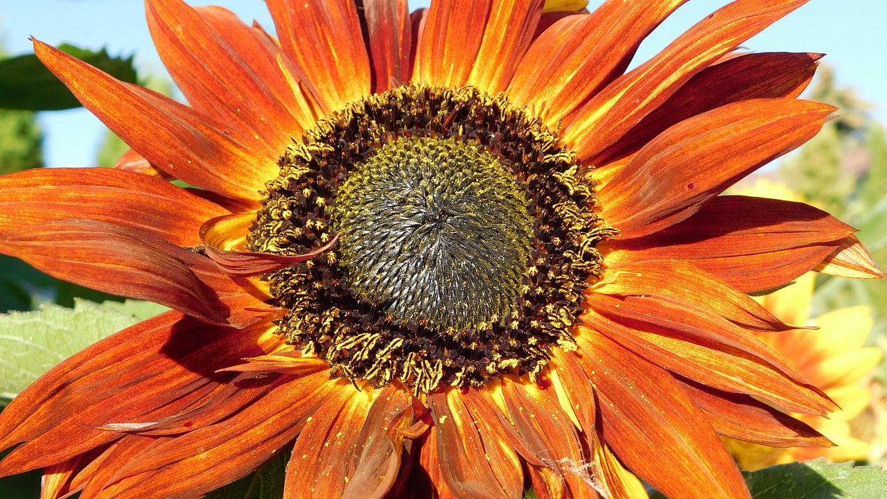 Sunflower Flower Bloom - Free photo on Pixabay - Pixabay