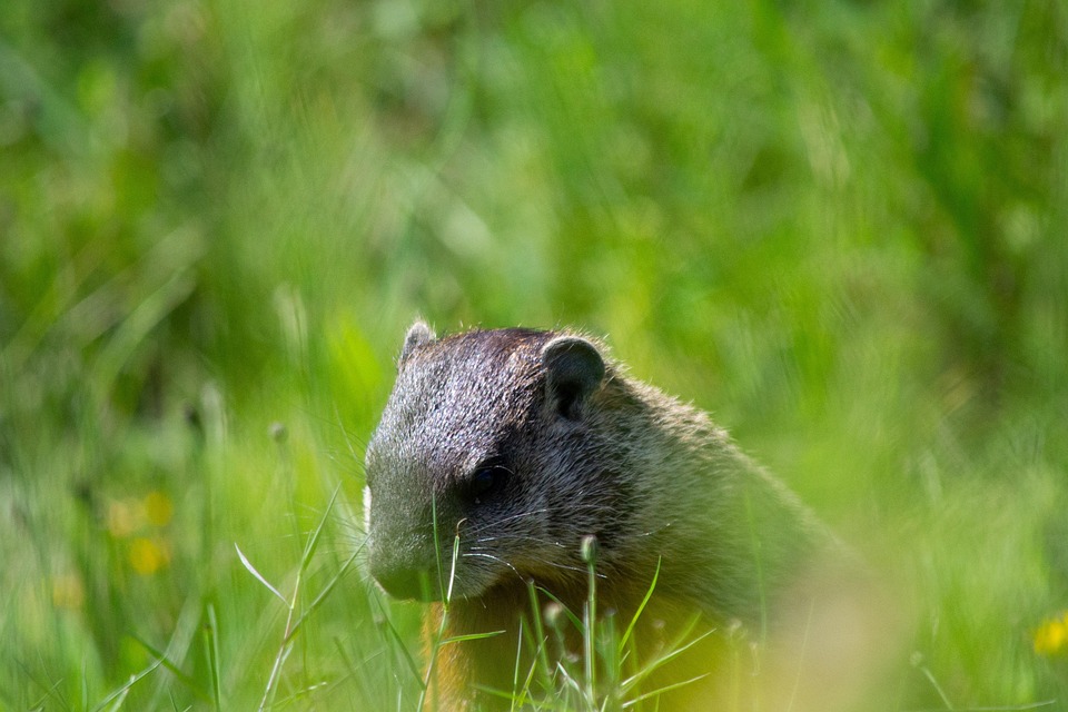 Groundhog Woodchuck Rodent - Free photo on Pixabay