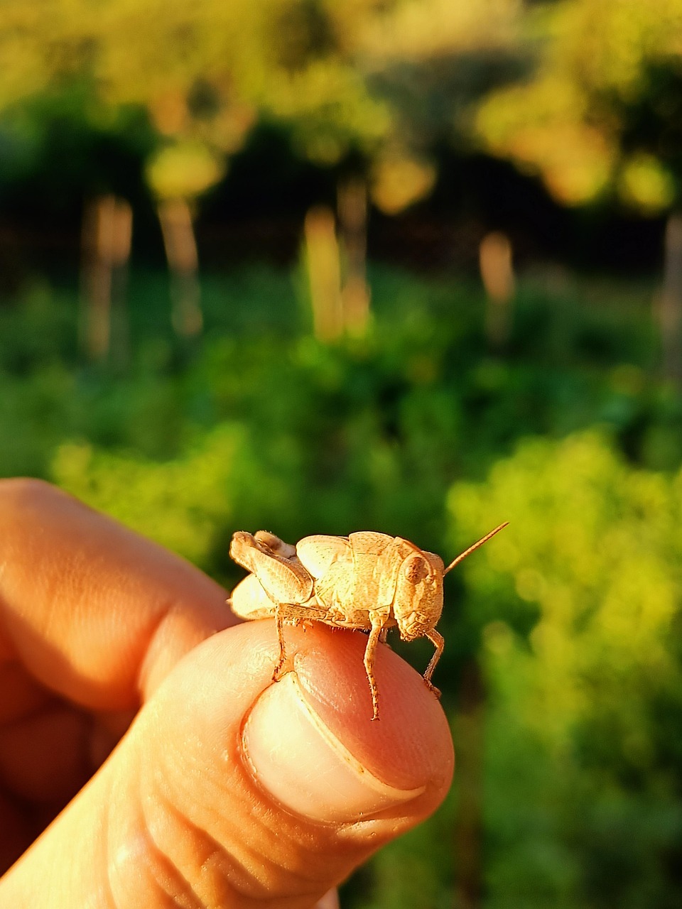 Grasshopper Animal Nature - Free photo on Pixabay - Pixabay