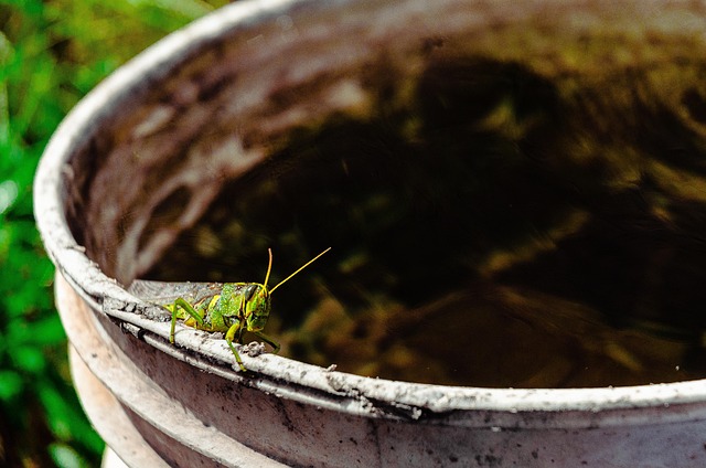 Sprinkhaan Krekel Insect - Gratis foto op Pixabay - Pixabay