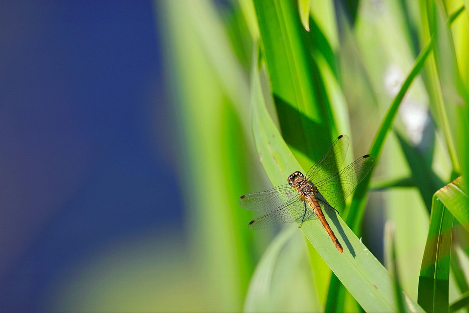 Odonata Dragonfly Insect - Free photo on Pixabay - Pixabay