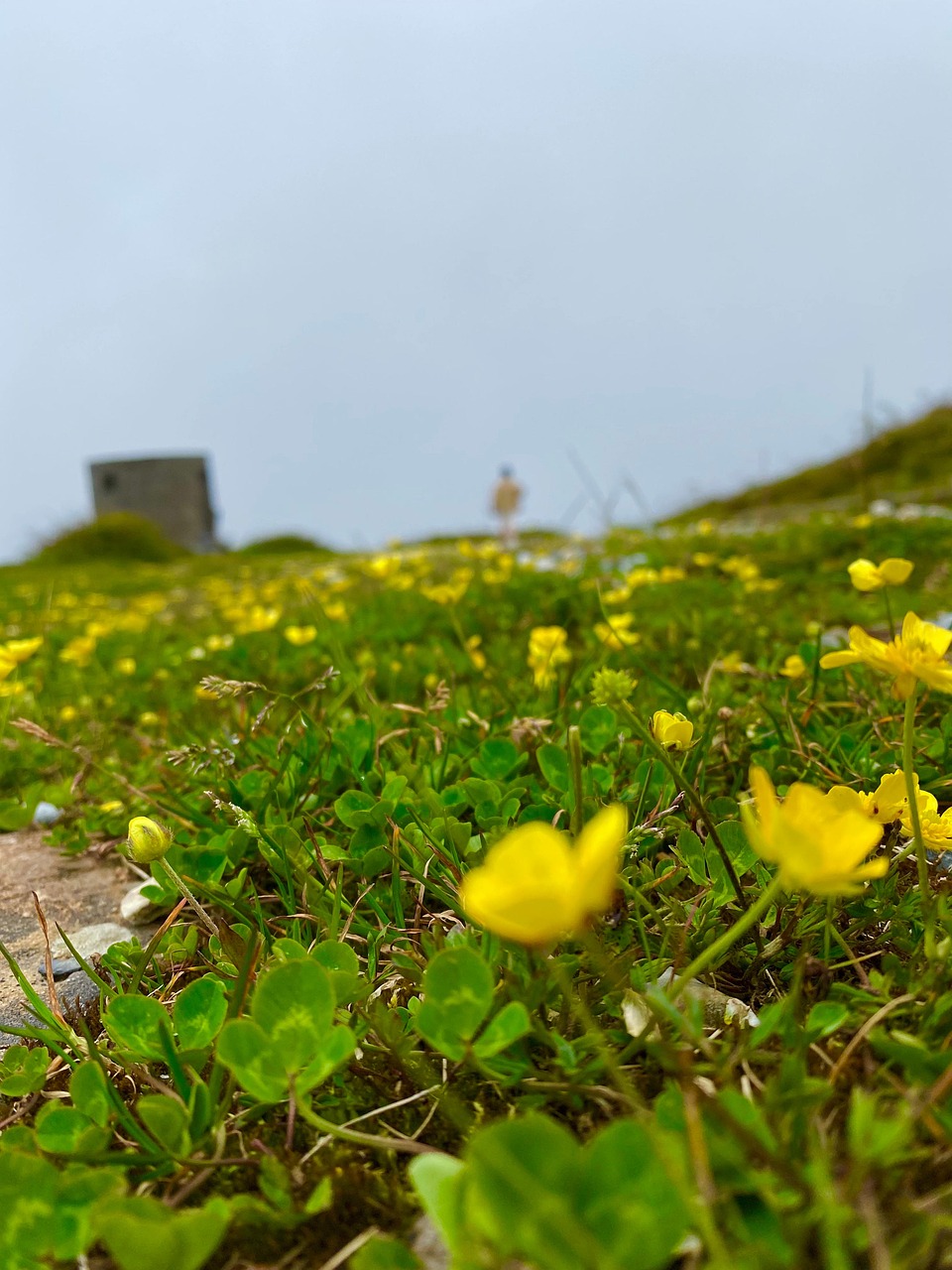 Bunga Liar Padang Rumput Tampak - Foto gratis di Pixabay