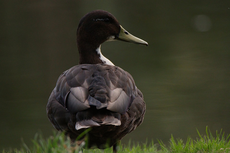 Bird Beak Lake - Free photo on Pixabay