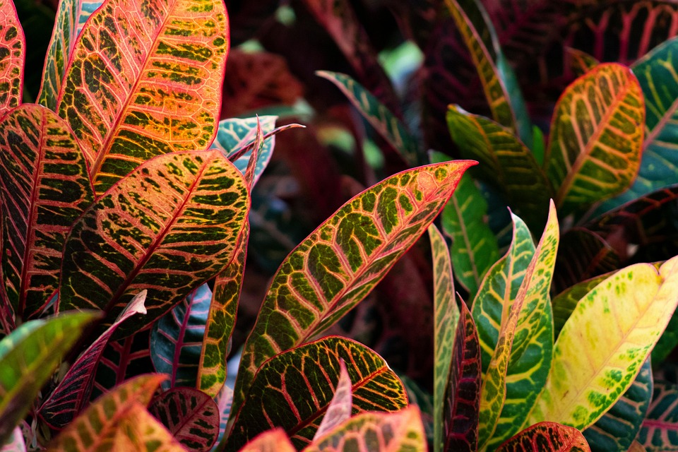 Plant Leaves Croton - Free photo on Pixabay - Pixabay