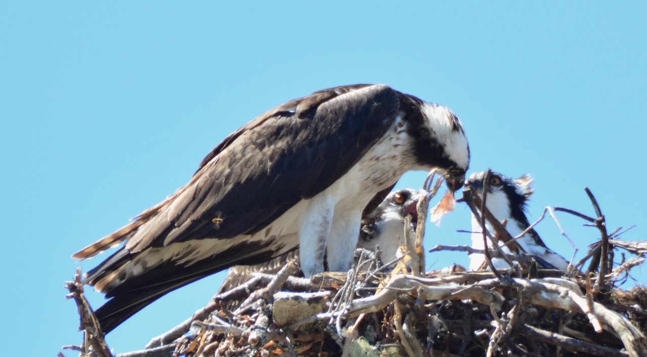 Osprey Wildlife Nature - Free photo on Pixabay - Pixabay