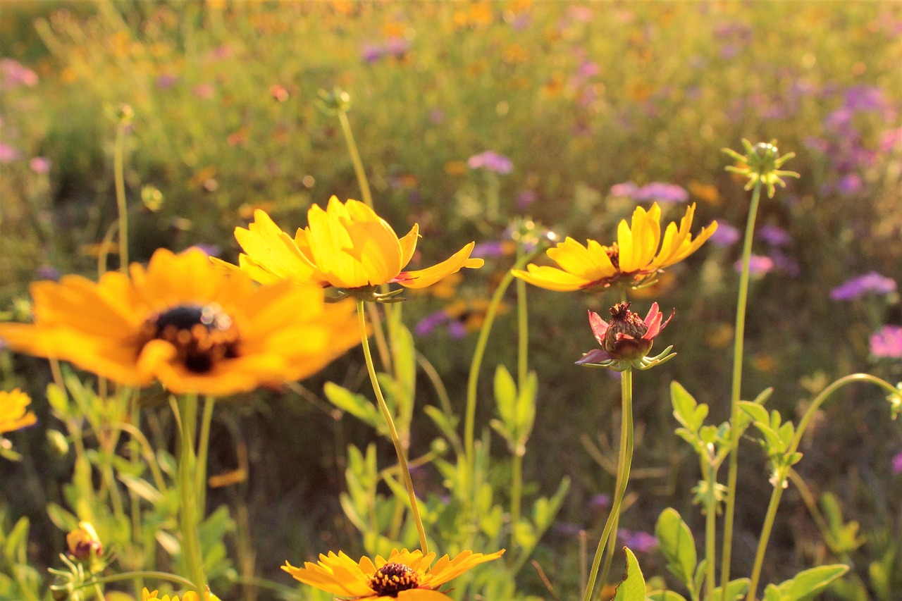 Florida Wildflowers Flowers - Free photo on Pixabay