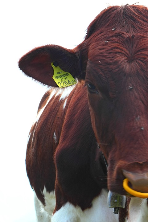 Sapi Lembu Telinga - Foto gratis di Pixabay