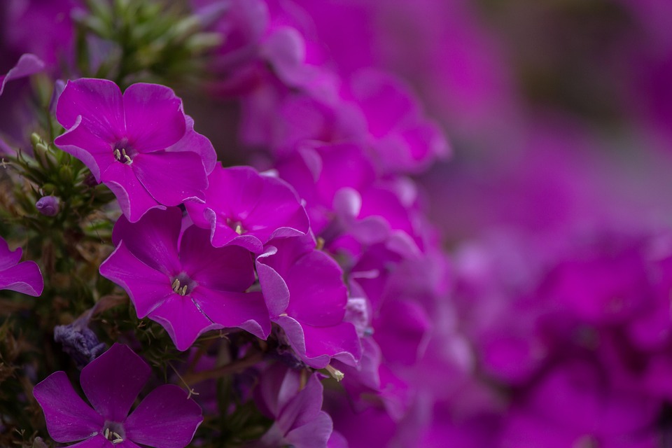 Flowers Purple Garden - Free photo on Pixabay