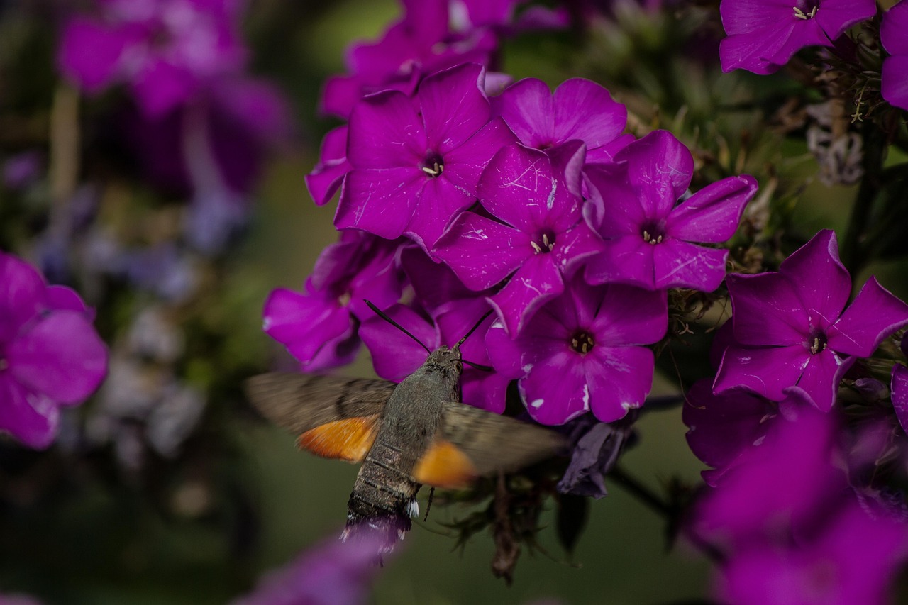 Bloemen Bestuiving Entomologie - Gratis foto op Pixabay - Pixabay