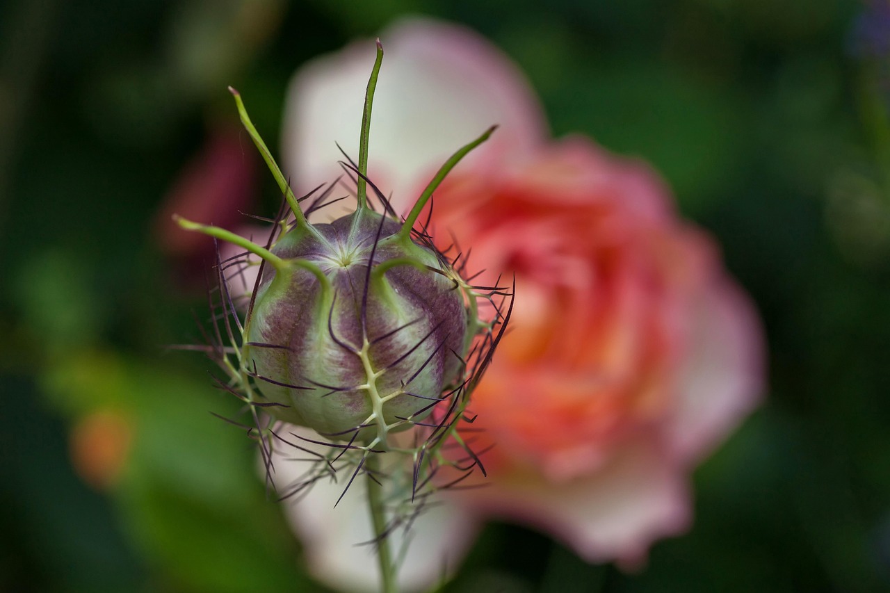 Rose Jardin Botanique - Photo gratuite sur Pixabay - Pixabay