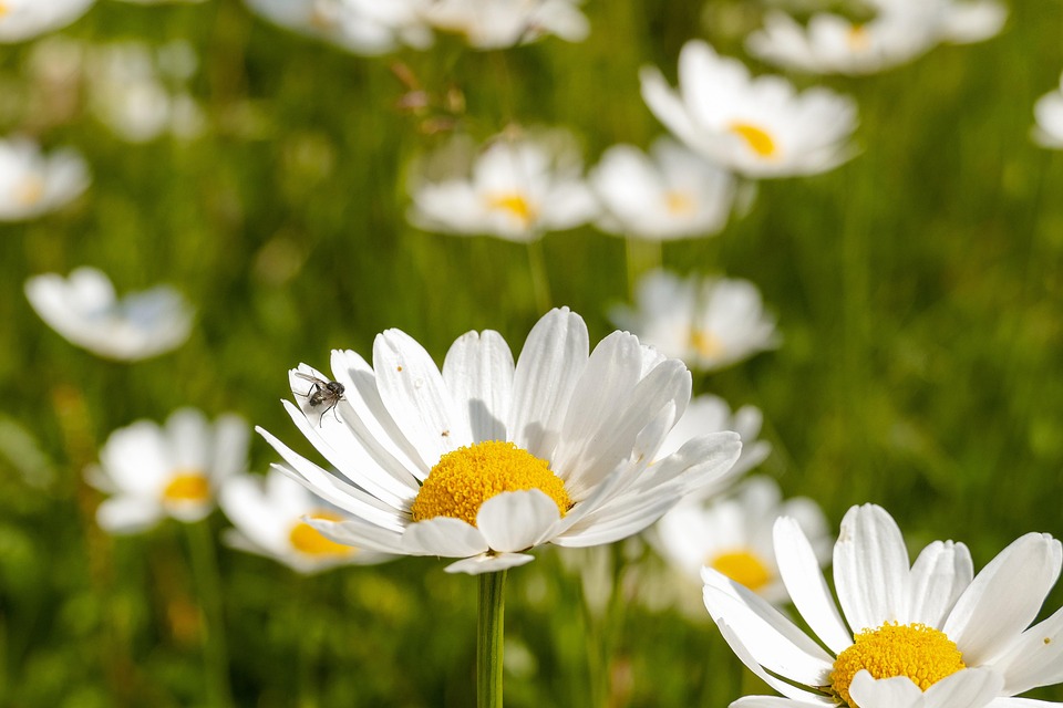Marguerite Bloom Blossom - Free photo on Pixabay - Pixabay