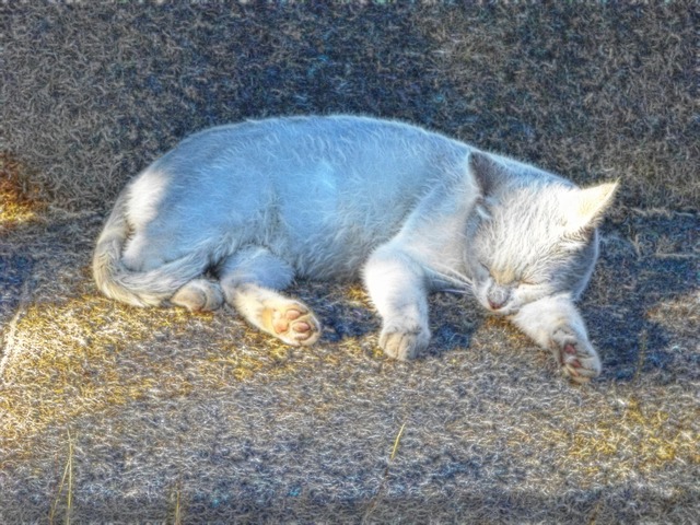 Cat Animal Sleep - Free photo on Pixabay - Pixabay