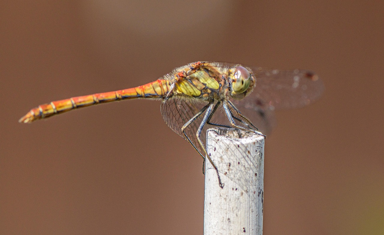 Dragon-Fly Portrait Macro Close - Free photo on Pixabay - Pixabay