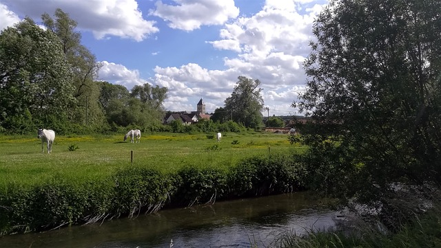 Horses Meadow Pasture Church - Free photo on Pixabay - Pixabay