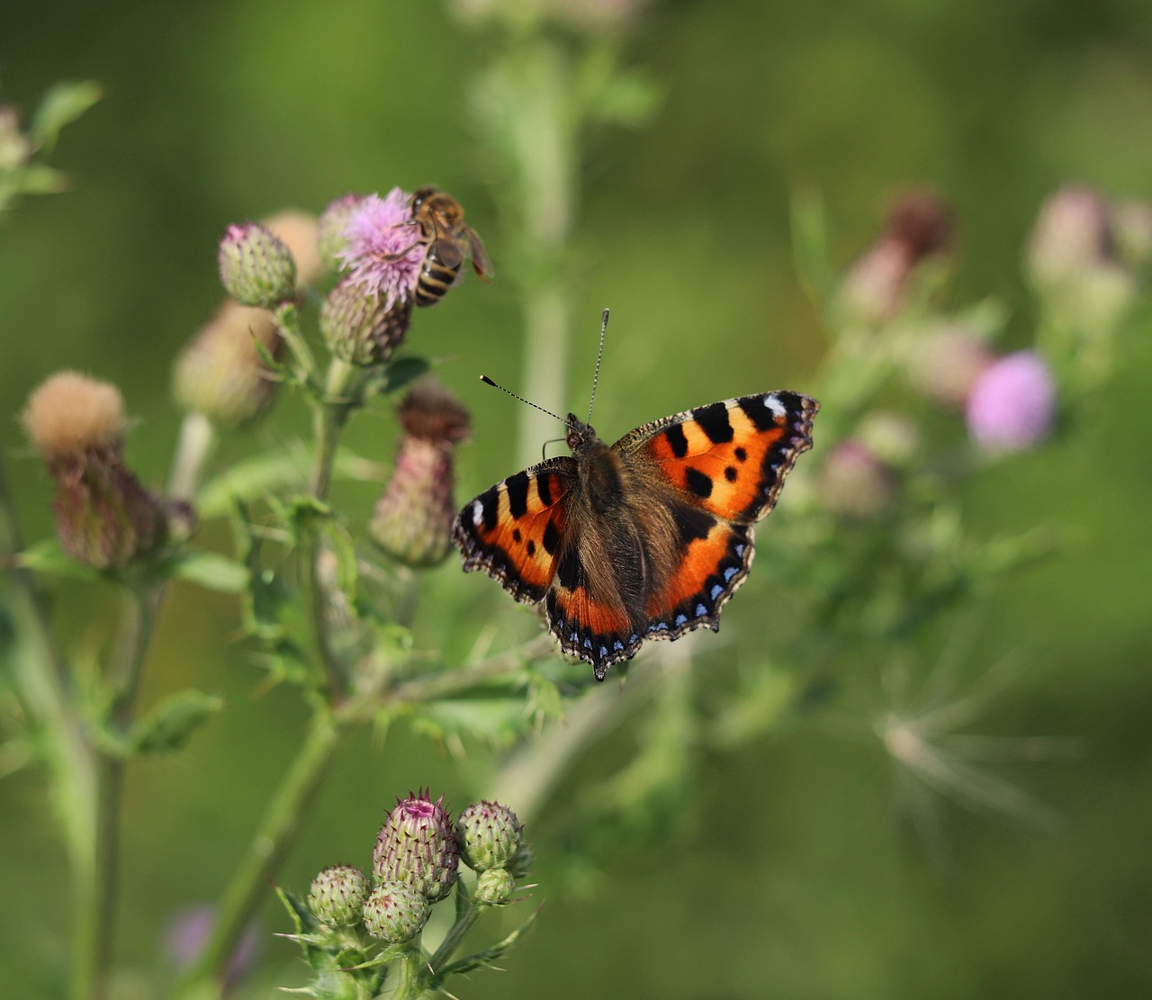 Butterfly Bee Insect - Free photo on Pixabay - Pixabay