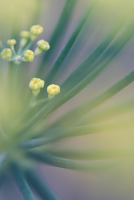 Fennel Nature Background - Free photo on Pixabay