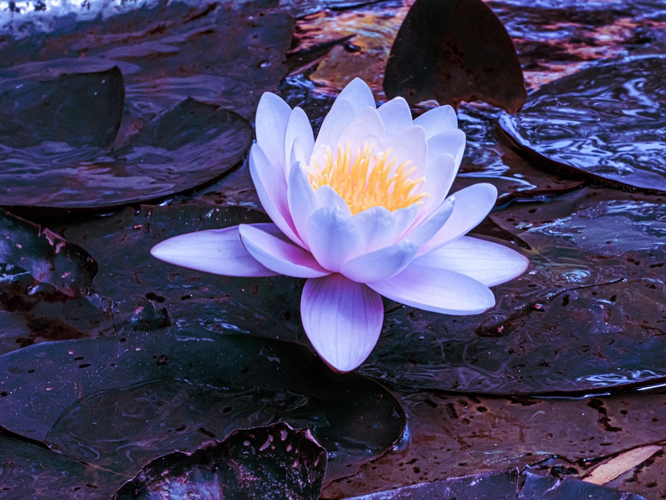 Water Lily Flower Petals - Free photo on Pixabay