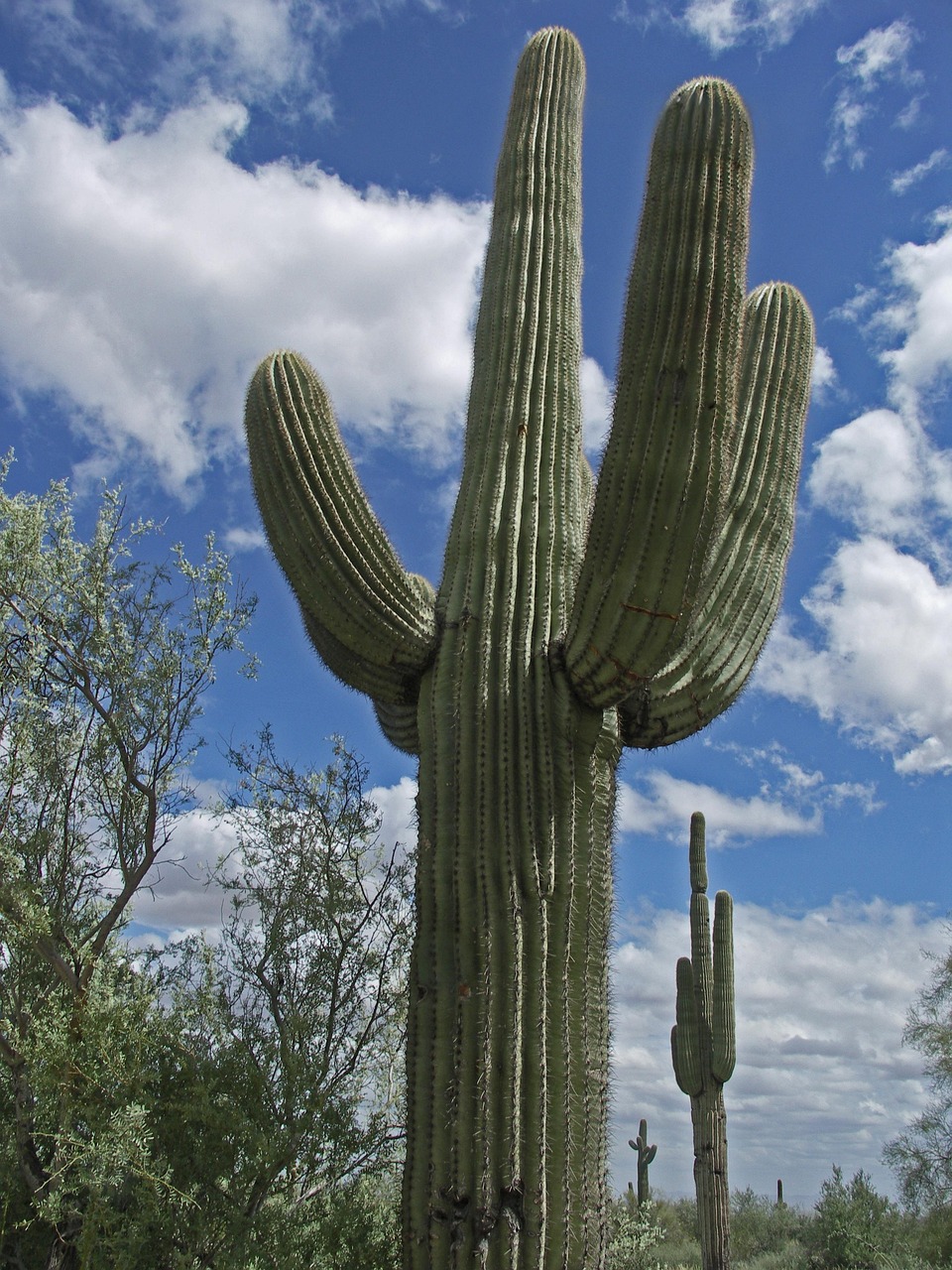 Cactus Saguaro Désert - Photo gratuite sur Pixabay - Pixabay
