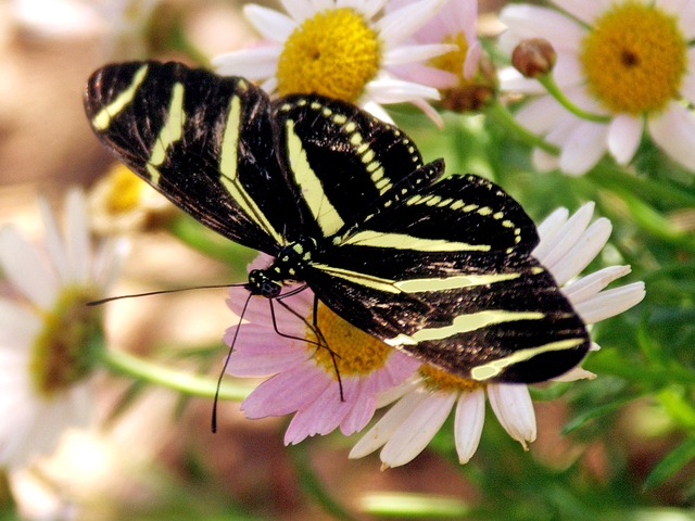Butterfly Zebra Longwing Daisies - Free photo on Pixabay - Pixabay