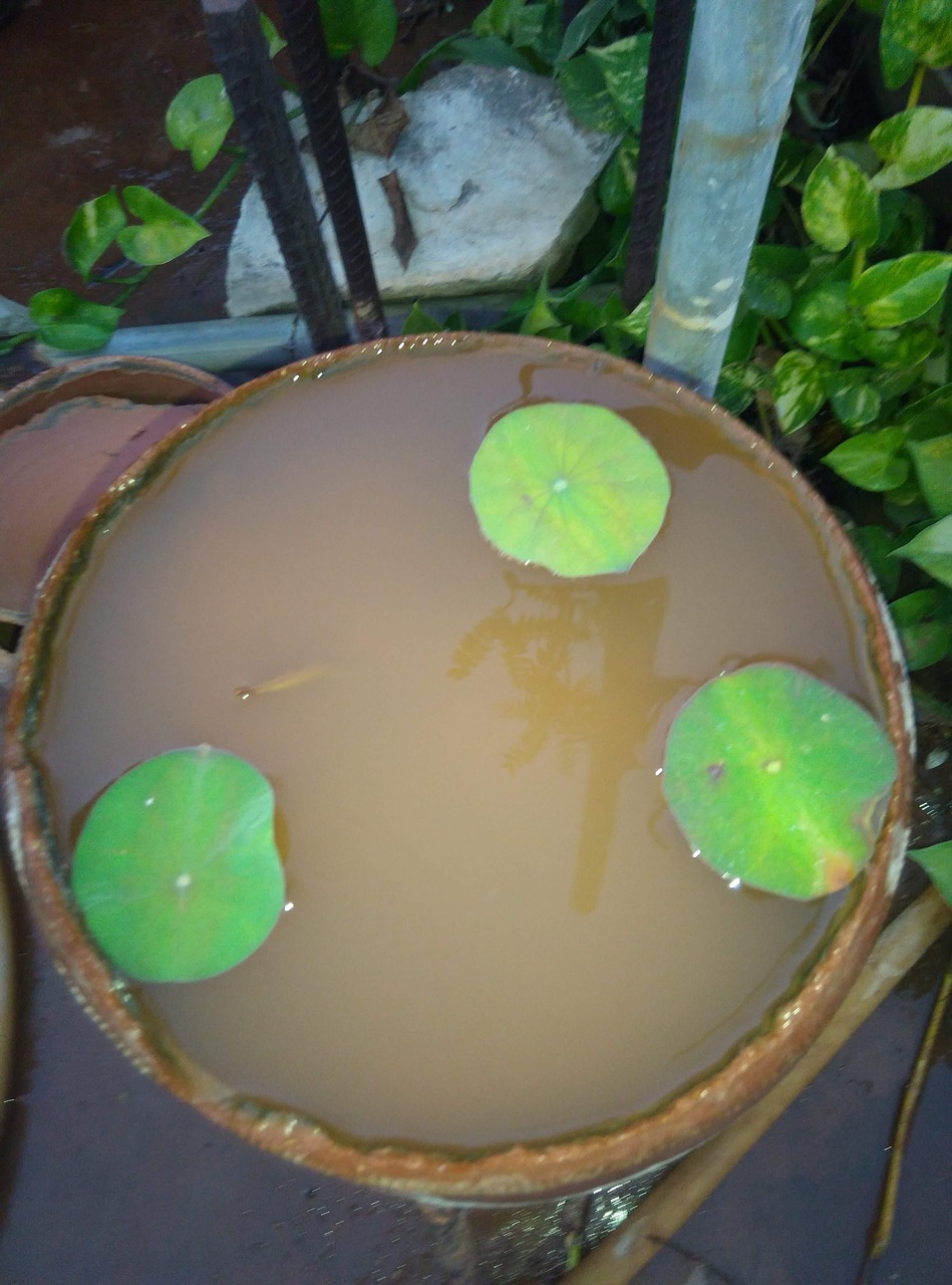 What Is A Lotus Plant In The Bible at Edward Davenport blog