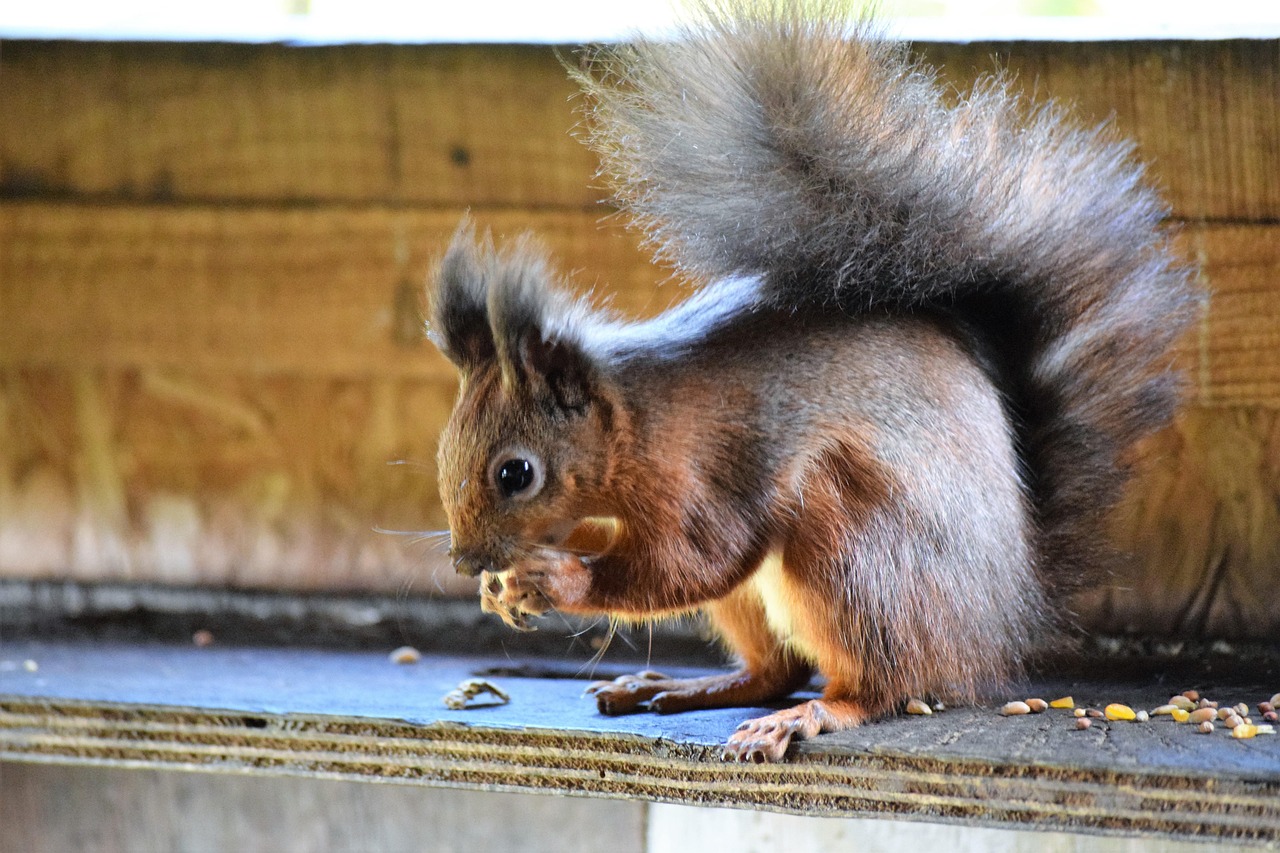 Animal Squirrel Mammal - Free photo on Pixabay - Pixabay