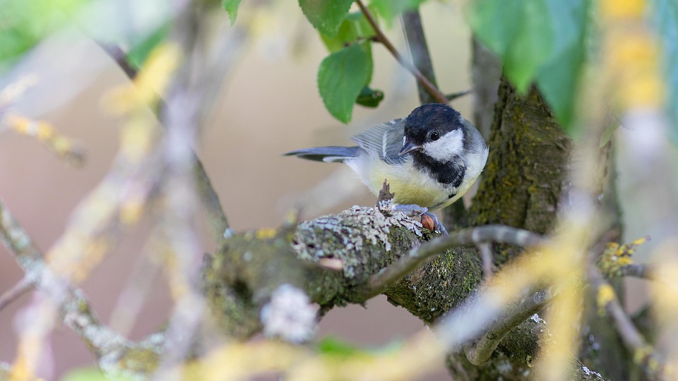 Payudara Besar Dada Burung - Foto gratis di Pixabay