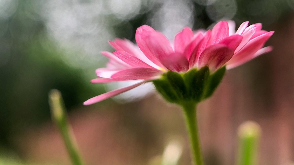 Macro Fleur Botanique - Photo gratuite sur Pixabay - Pixabay