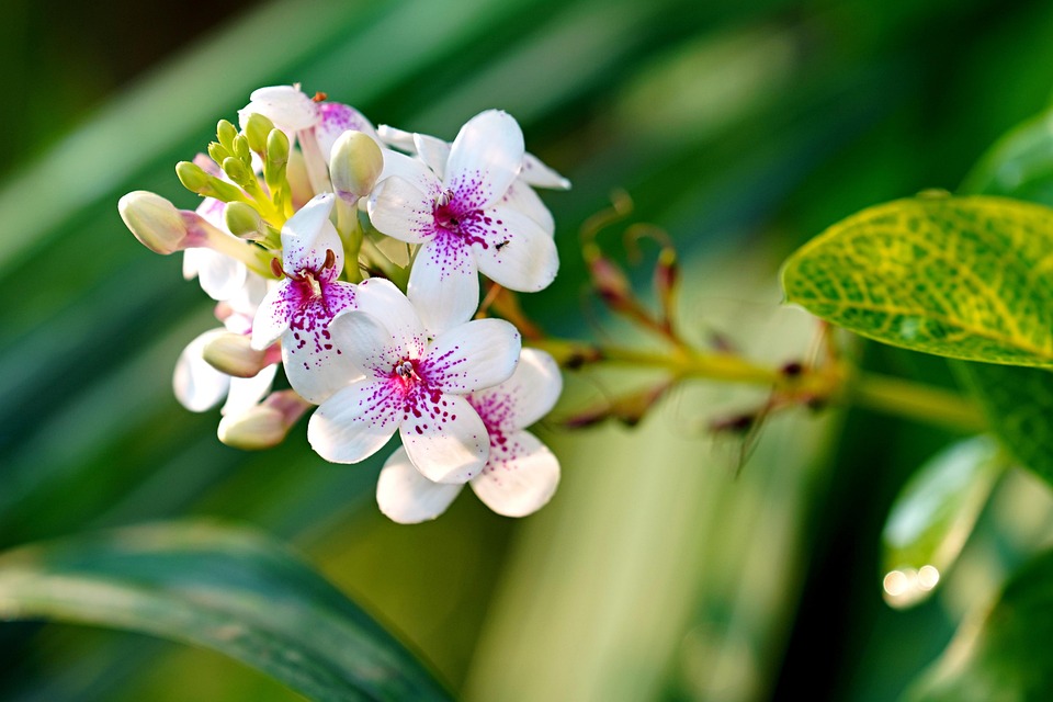 Pseuderanthemum Flowers White - Free photo on Pixabay