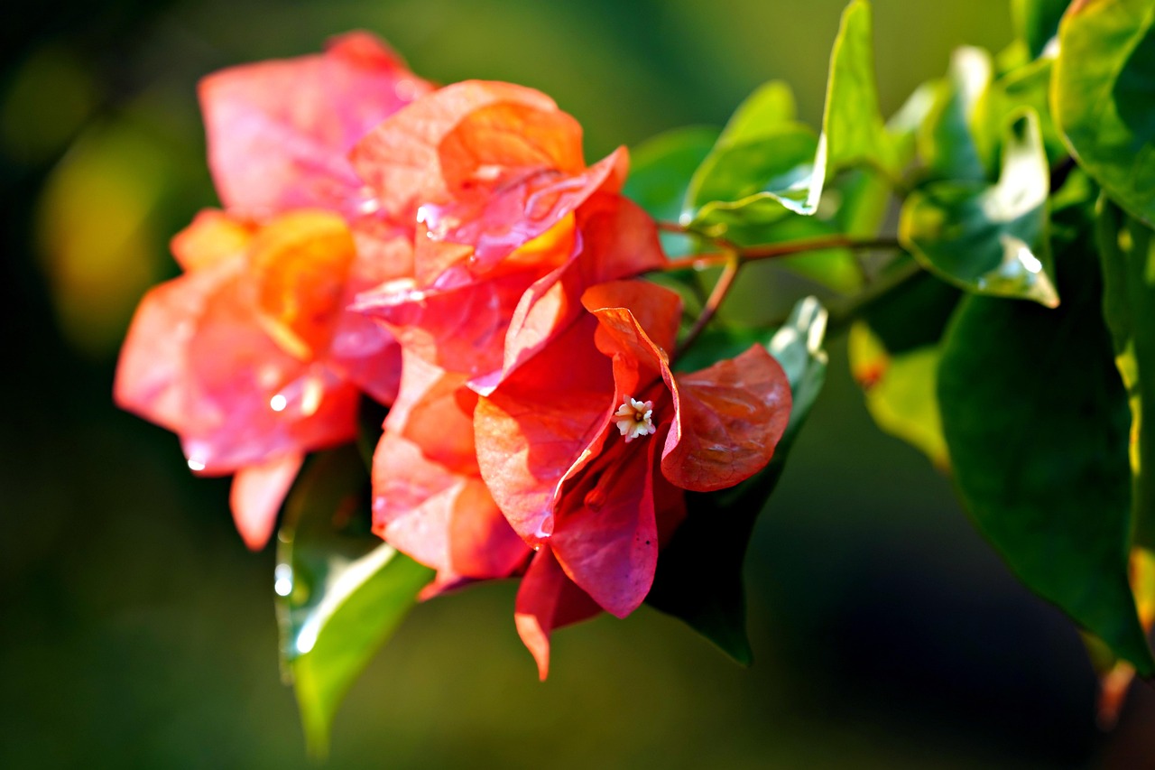 Buganvillas Flores Bloom - Foto gratis en Pixabay