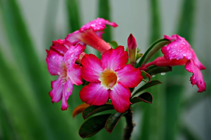 200+ Free Adenium Flower & Adenium Photos - Pixabay