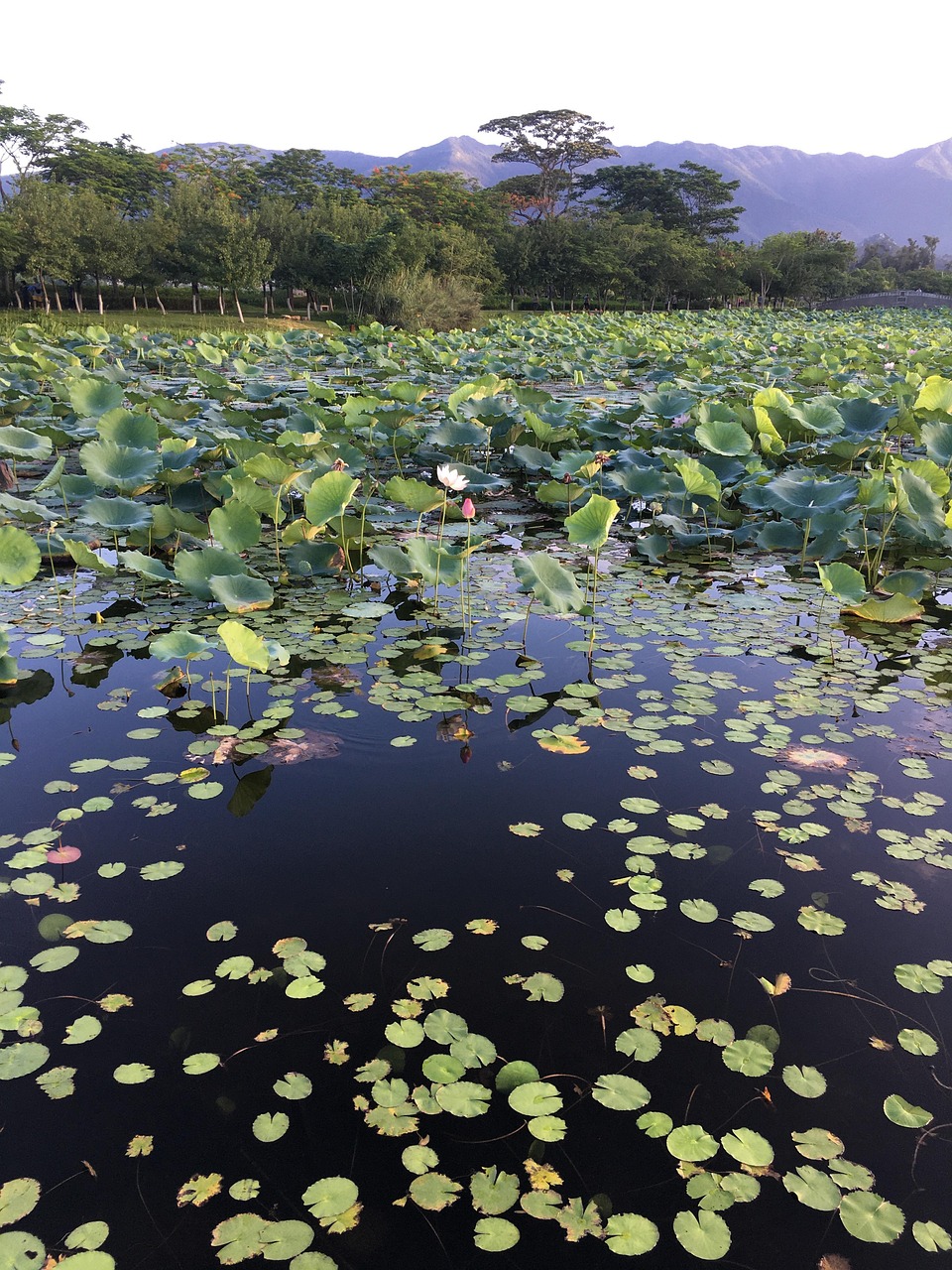 Lotus Feuille De Étang - Photo gratuite sur Pixabay - Pixabay