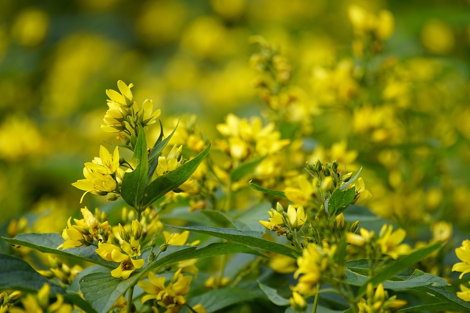 Flower Wildflower Lysimachia - Free photo on Pixabay - Pixabay